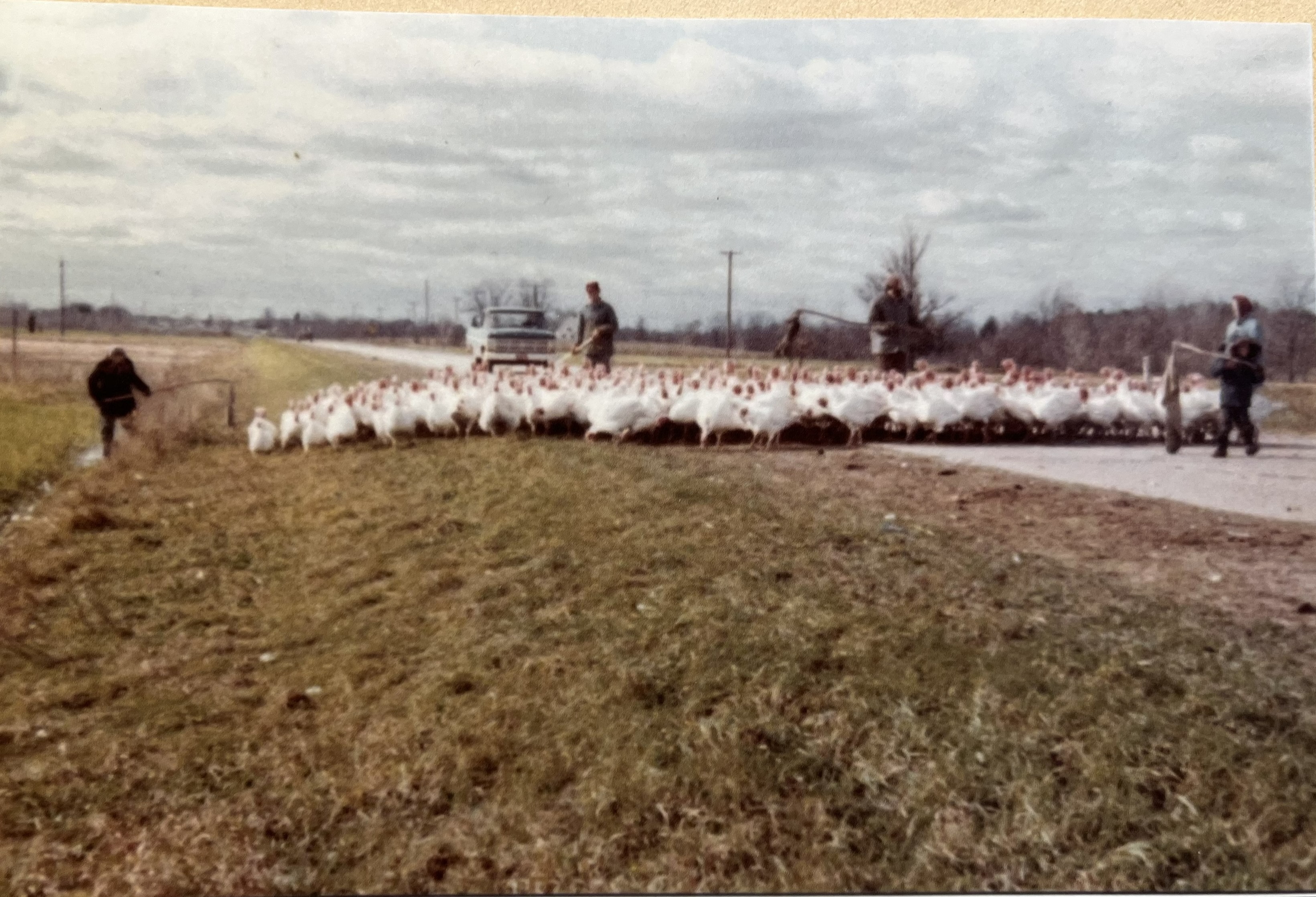 Timmerman's Turkeys being driven from the field and to the farm ...