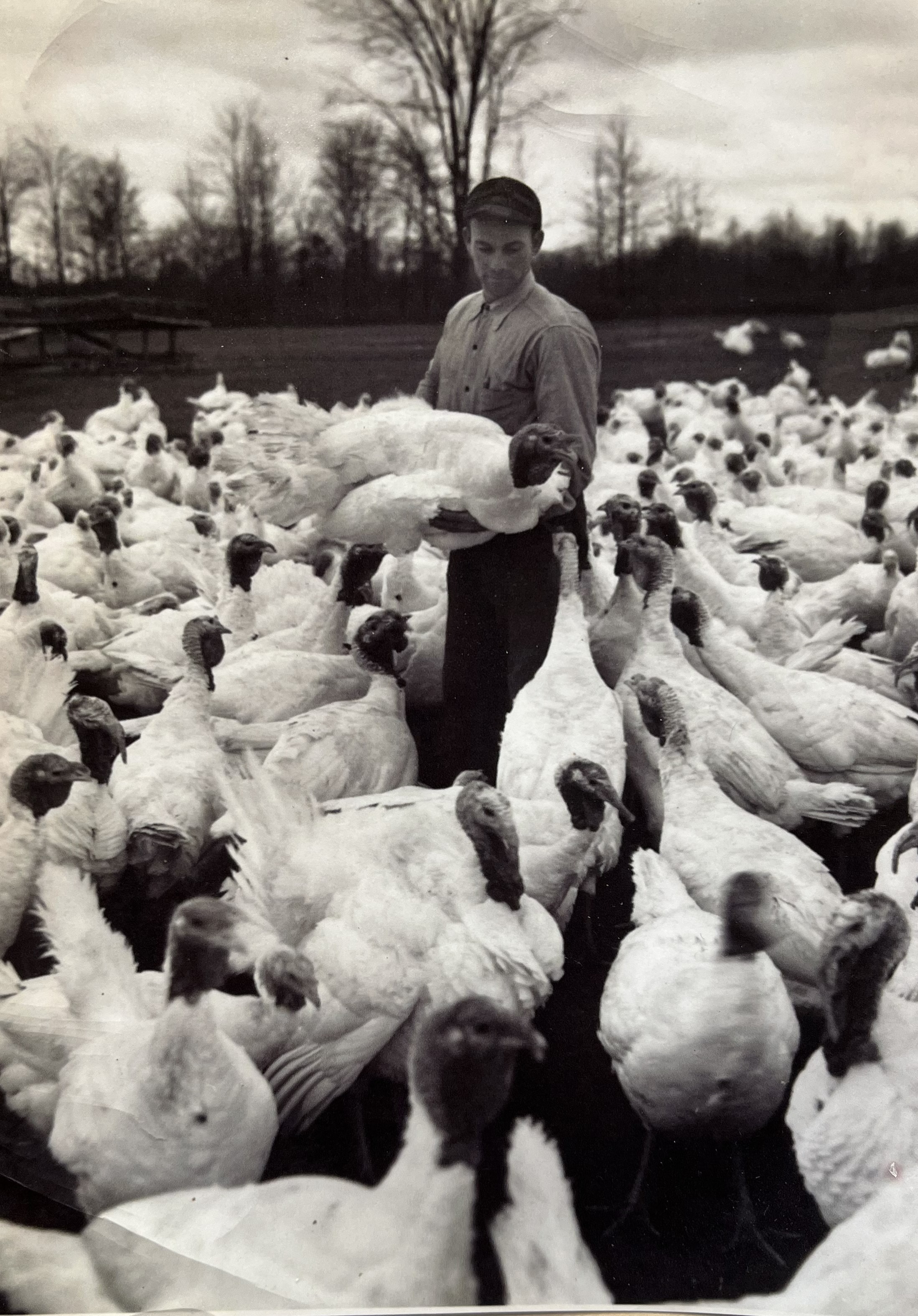 Pat Timmerman with his flock of White Holland Turkeys - Circa 1950 ...