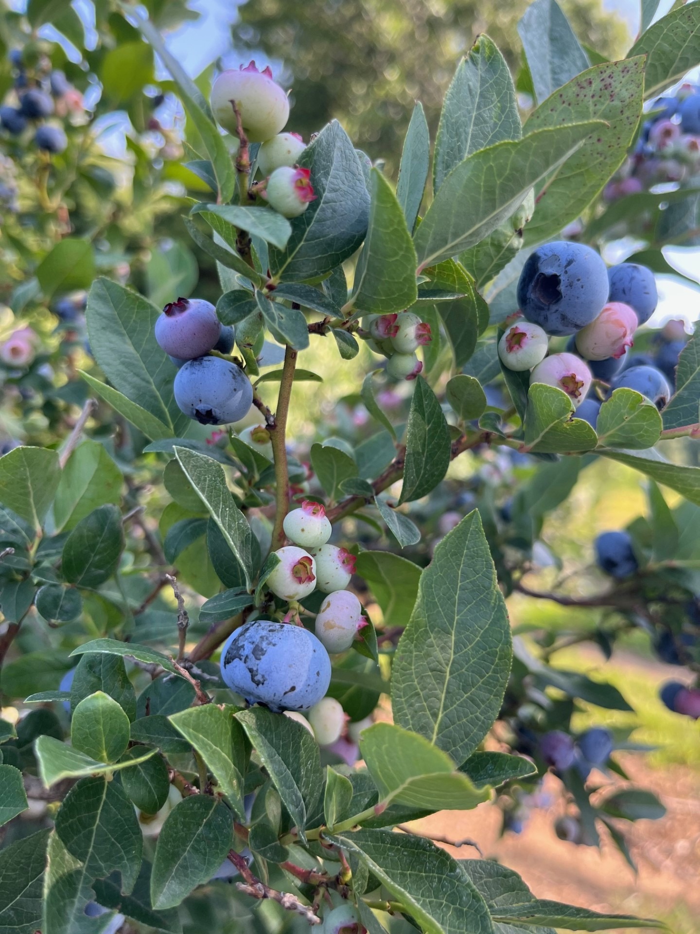 Blueberries at the Lindberg farm | Coopersville Area Historical Society